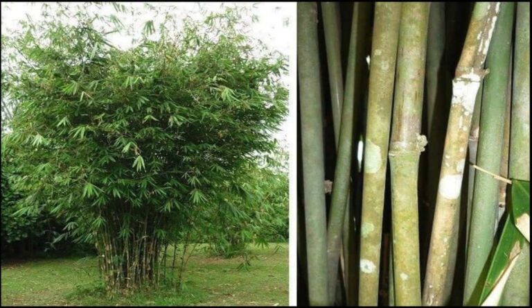 Ujian Lisan SPM - Contoh Soalan Taksiran Individu